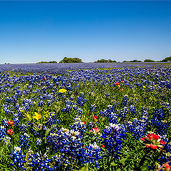 Free Checking Account in Texas | WaFd Bank